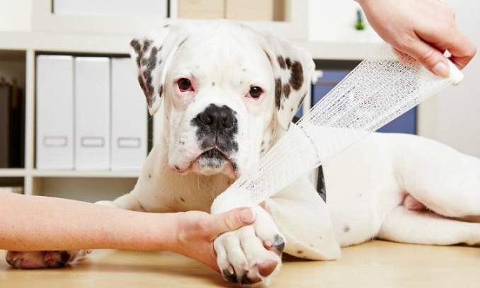 Como curar feridas em cães | Tudo Sobre Seu Pet